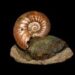 Ammonite: Meaning, Properties, and Benefits You Should Know