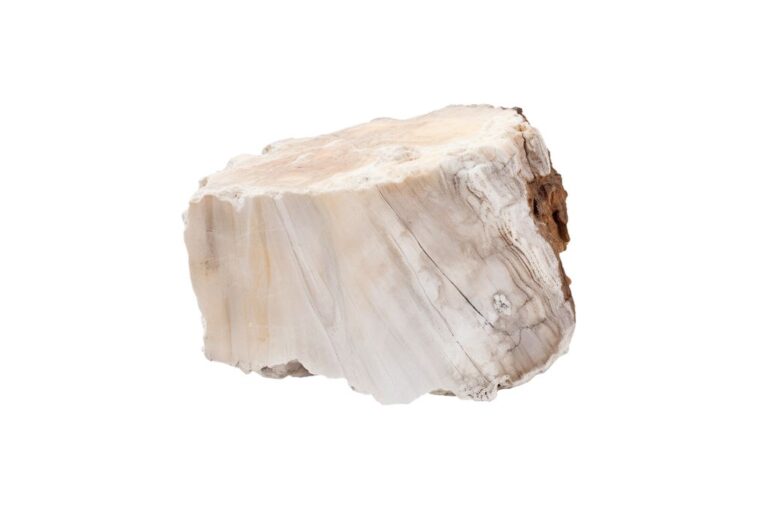 Petrified Palm Wood: Meaning, Properties,You Should Know
