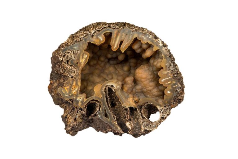 Agatized Coral: Meaning, & and Benefits You Should Know